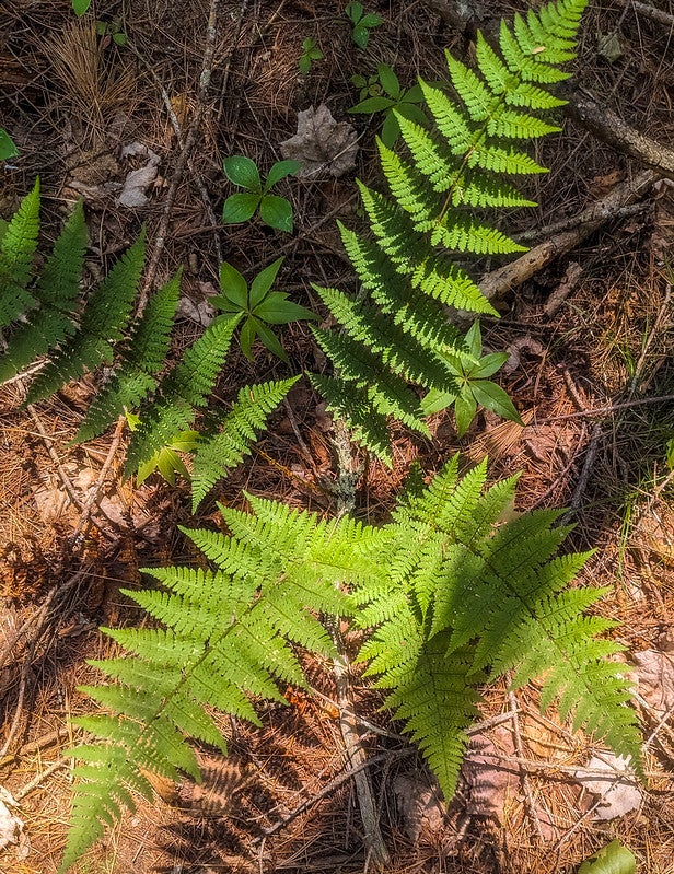 Dryopteris intermedia (Intermediate Wood Fern) | Redmont Nursery LLC